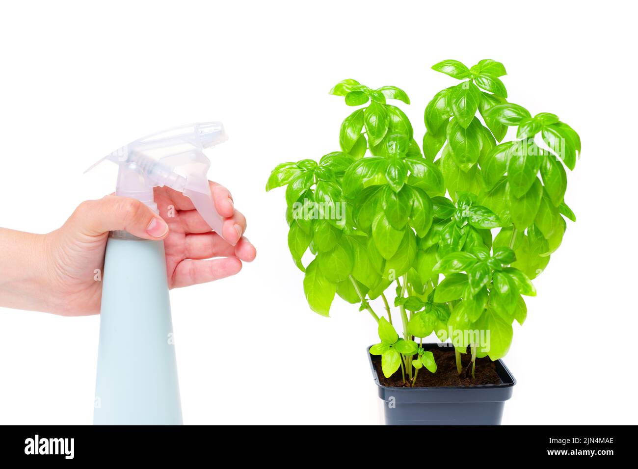Hand using a spray bottle to refresh a potted basil bush Stock Photo ...