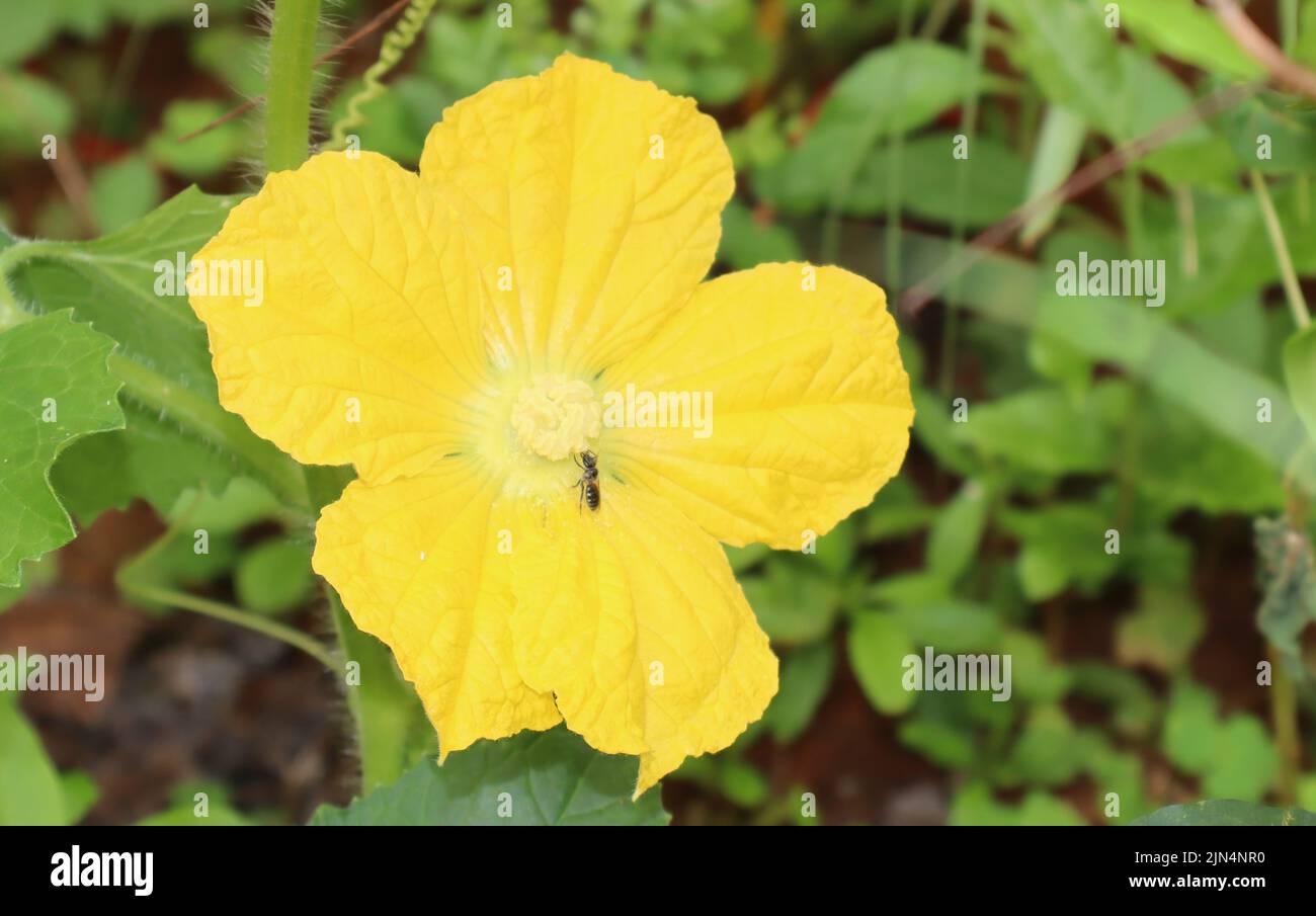 Yellow Ash gourd flower Stock Photo - Alamy