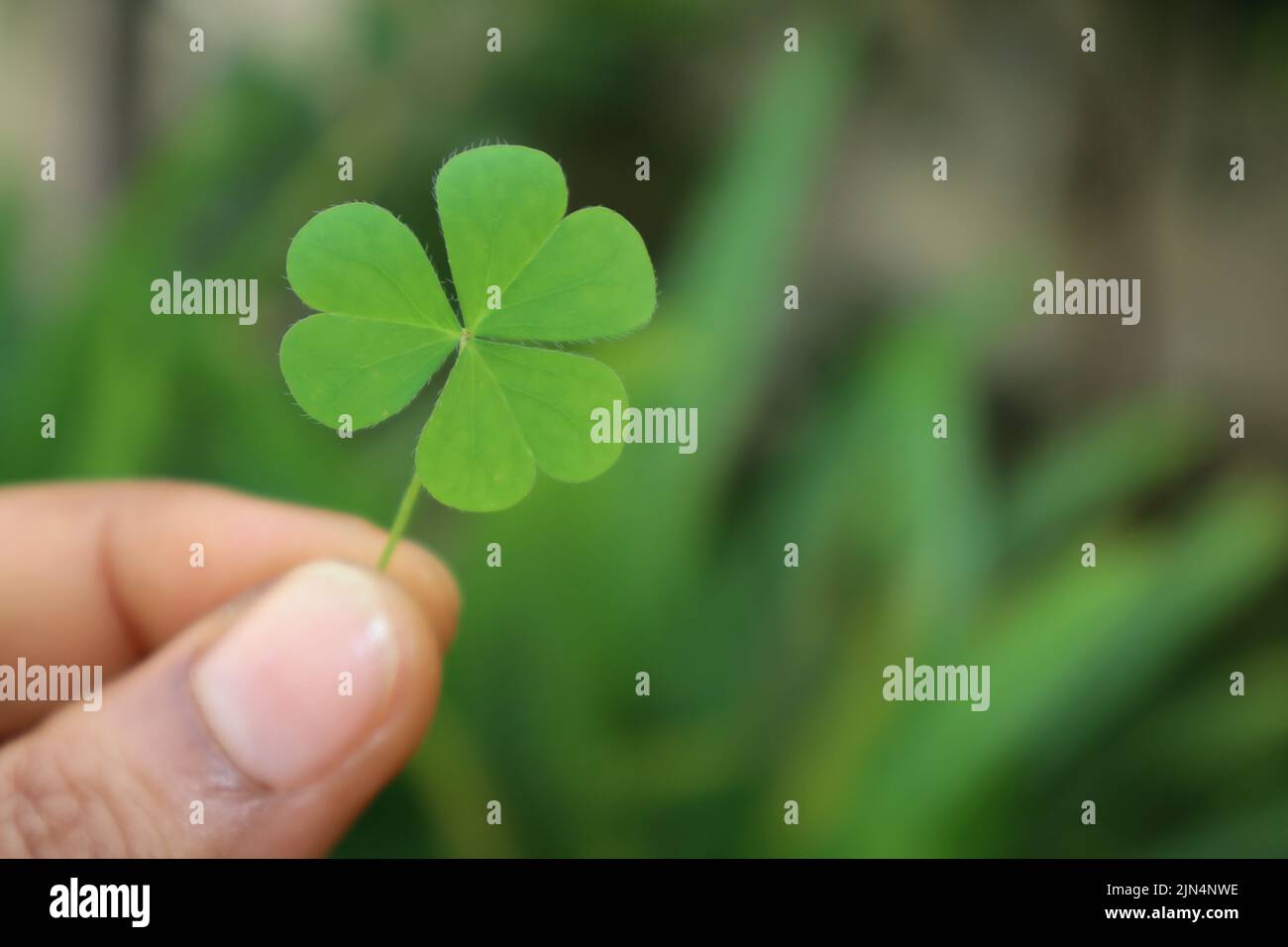 Clover in hand Stock Photo - Alamy