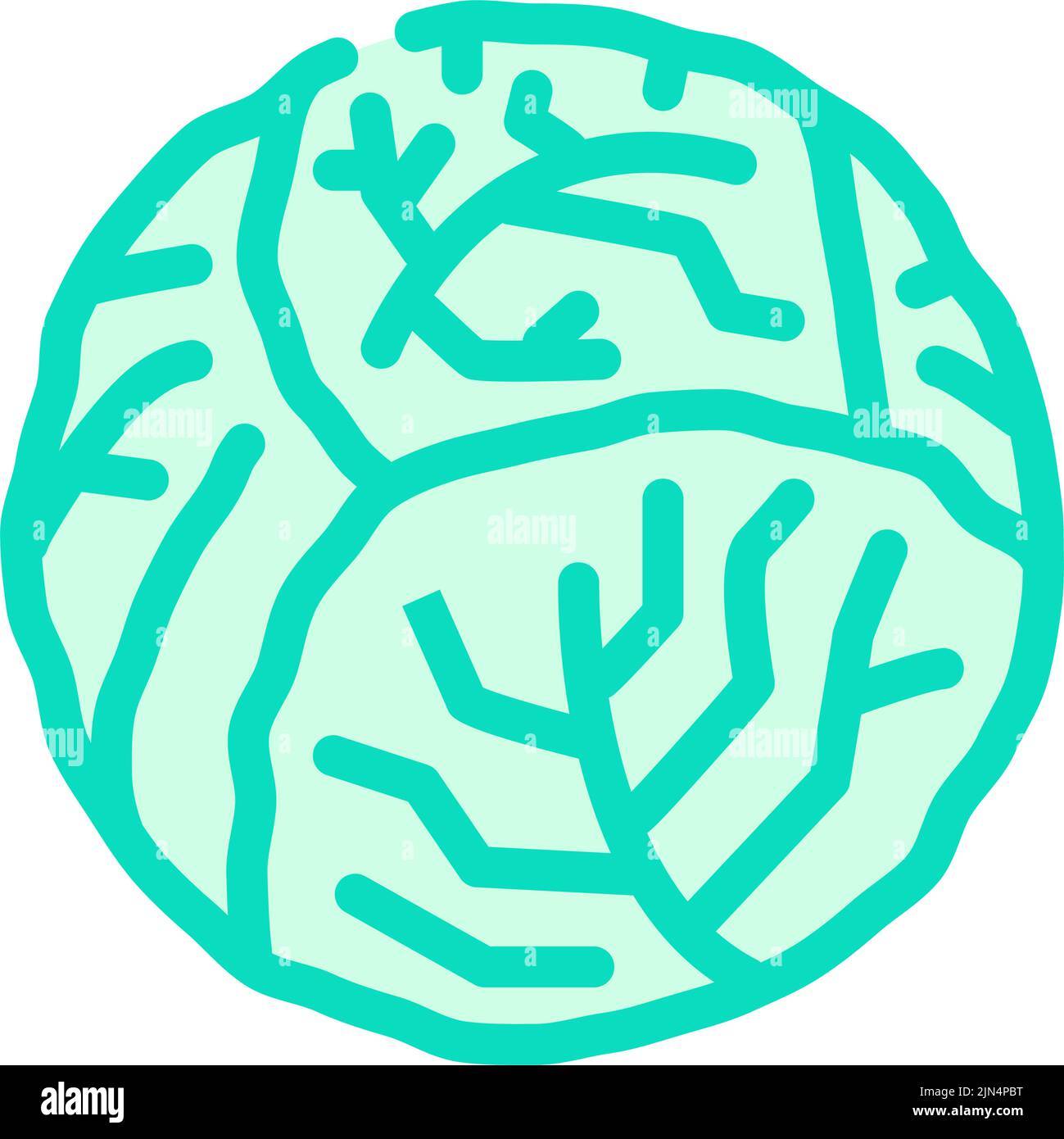 Red cabbage whole Stock Vector Images - Alamy