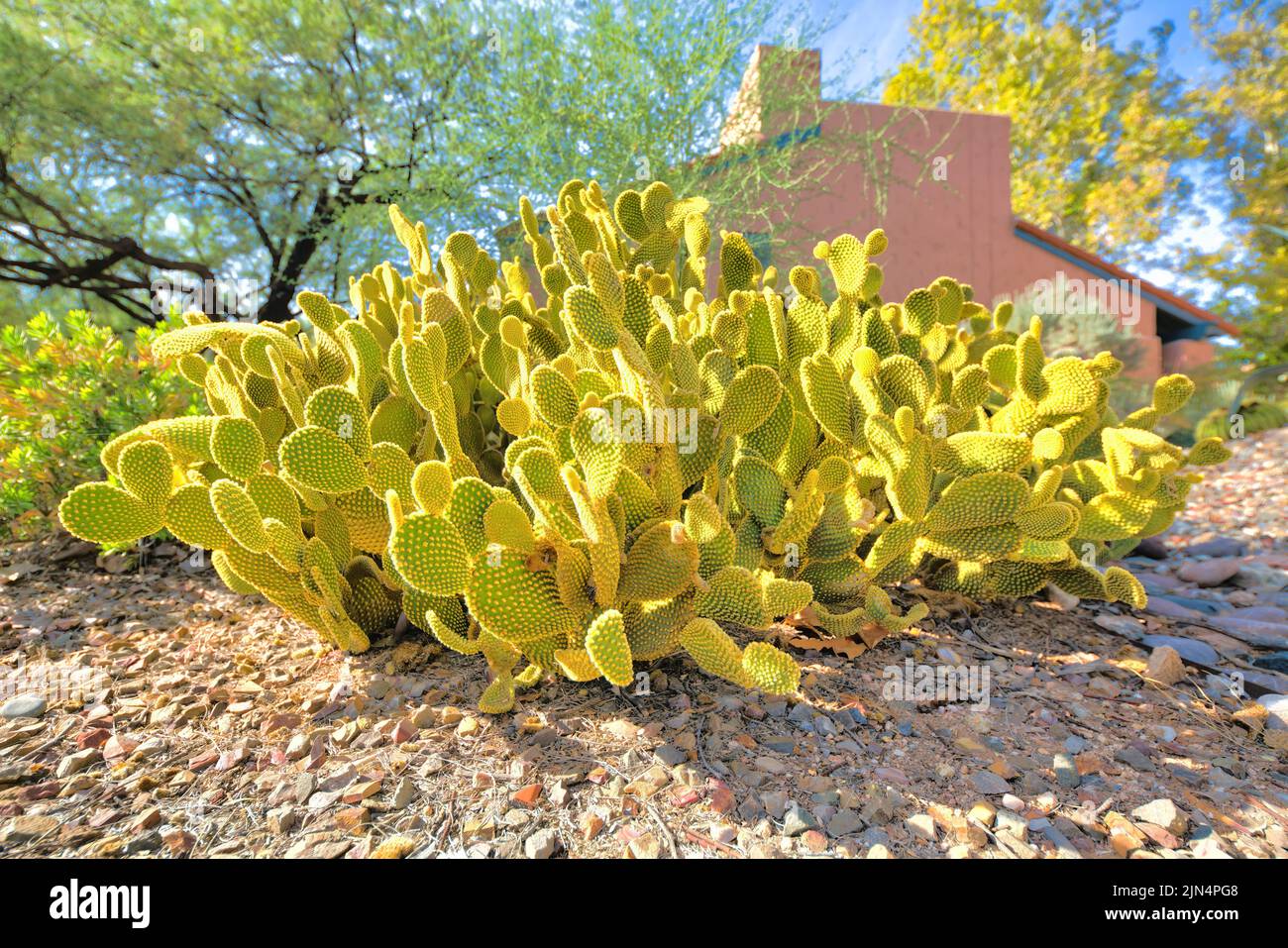 Bunny ear cactus glowing in sunlight outside a house at Tucson, Arizona ...