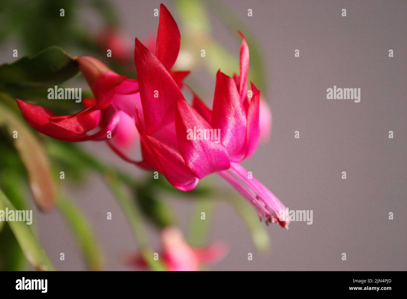 Bright pink flower of false Christmas cactus (Schlumbergera truncata ...