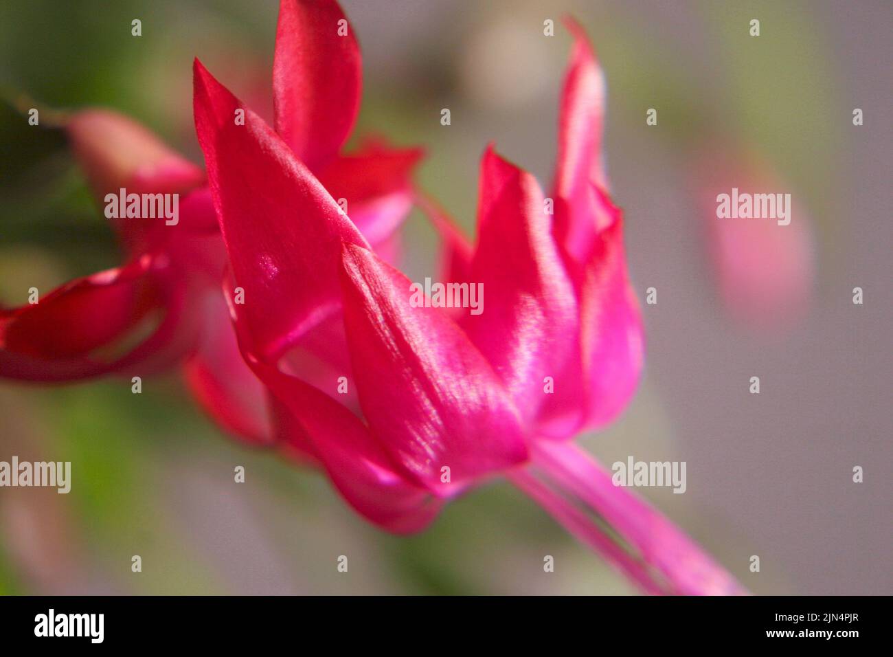 Bright pink flower of false Christmas cactus (Schlumbergera truncata ...