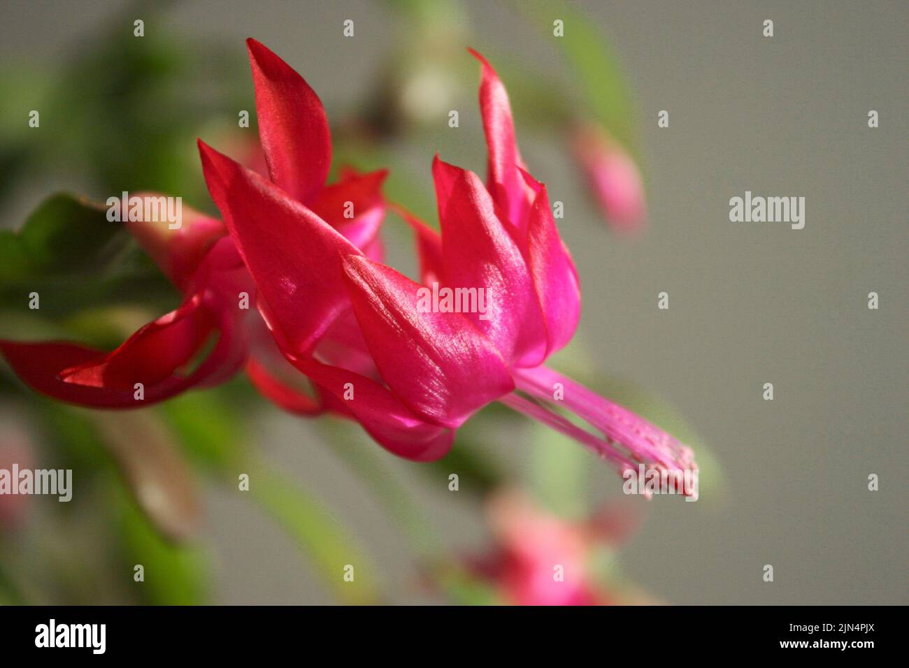Bright pink flower of false Christmas cactus (Schlumbergera truncata ...