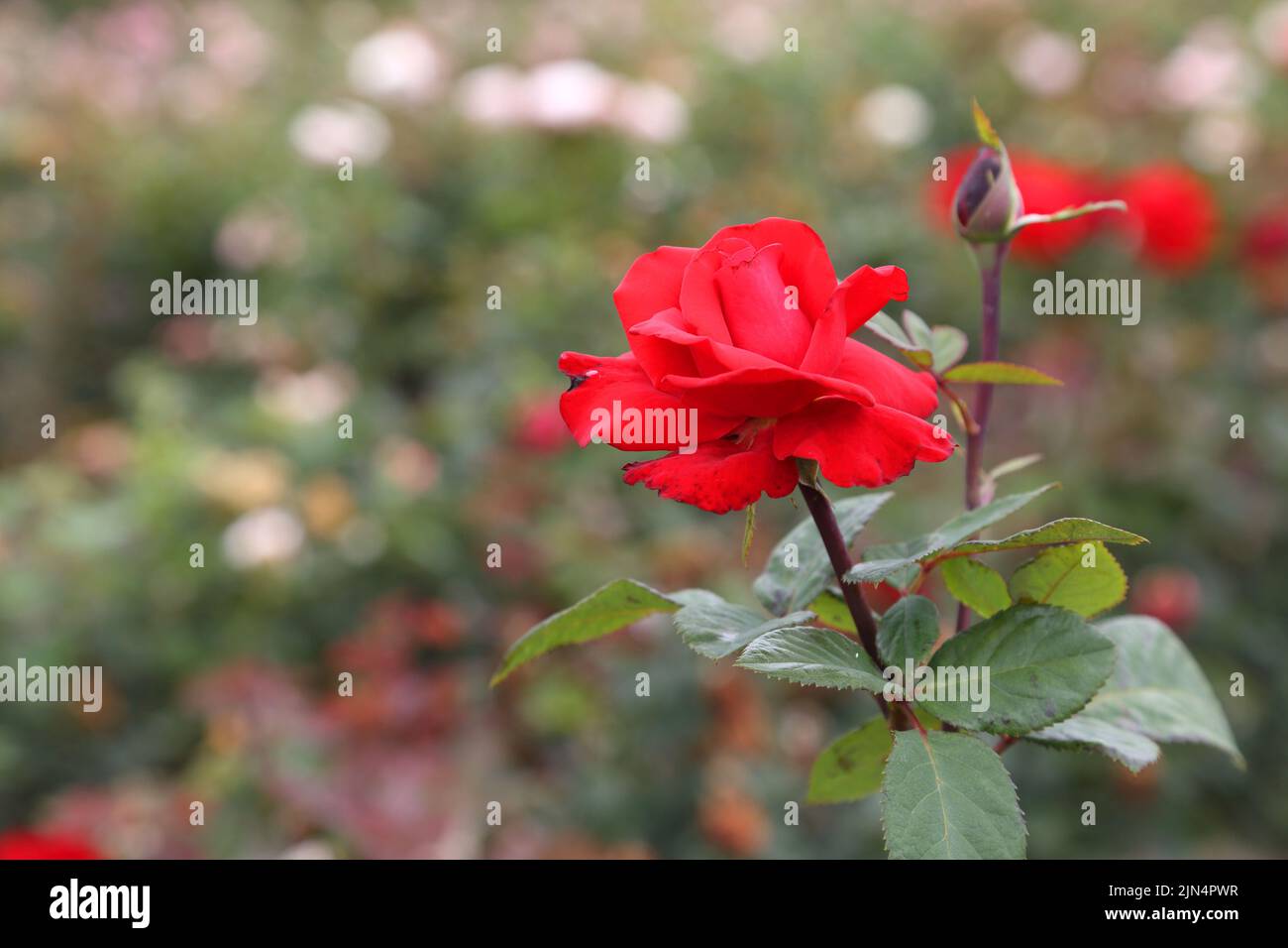 Rose plantation. Growing roses for seedlings. Rose farm Stock Photo - Alamy