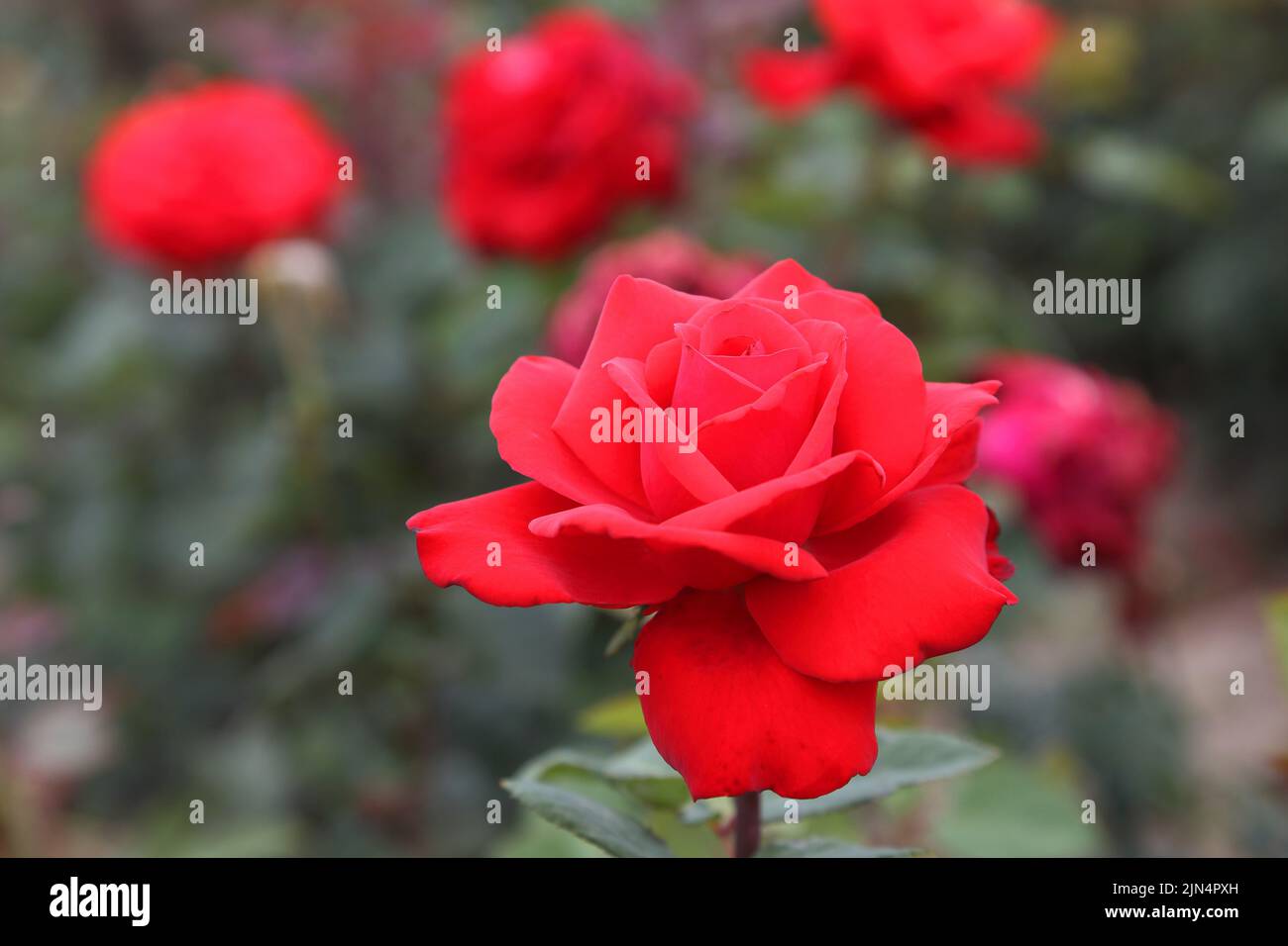 Rose plantation growing roses seedlings hi-res stock photography and ...