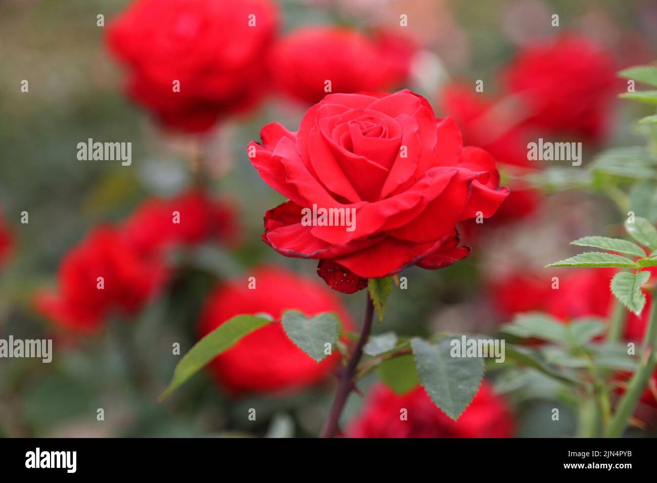 Rose plantation. Growing roses for seedlings. Rose farm Stock Photo - Alamy