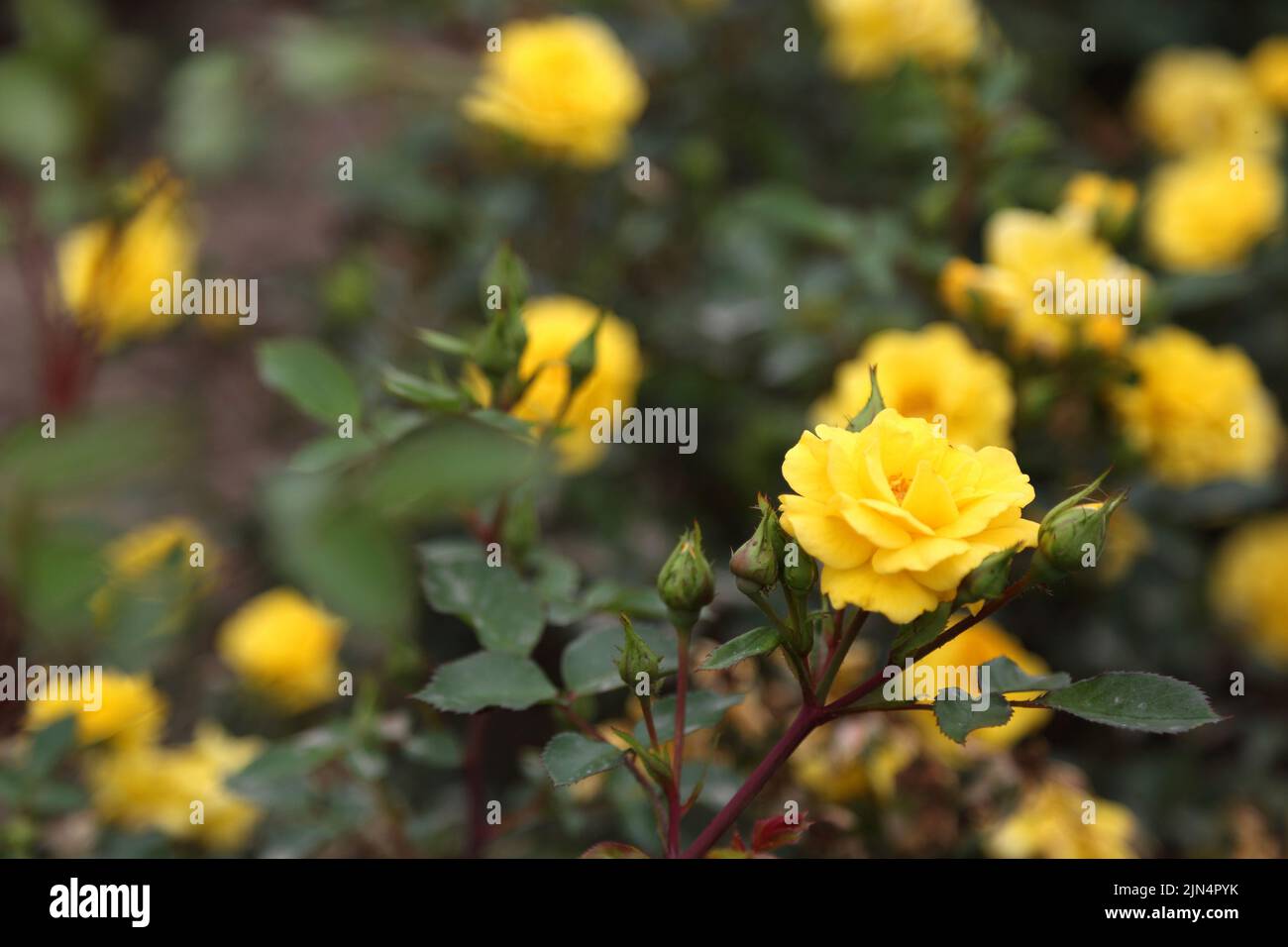 Rose plantation. Growing roses for seedlings. Rose farm Stock Photo - Alamy