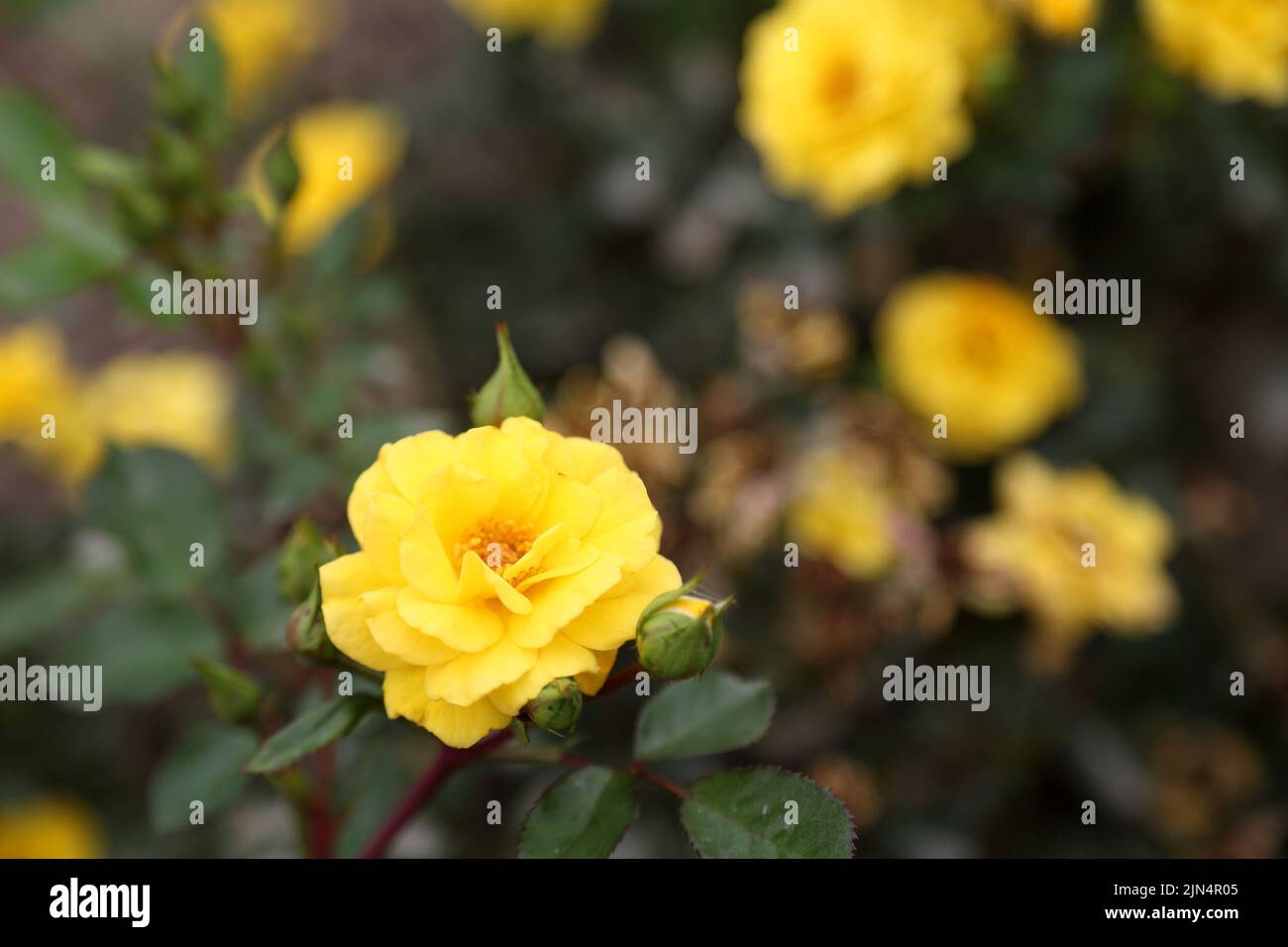 Rose plantation growing roses seedlings hi-res stock photography and ...
