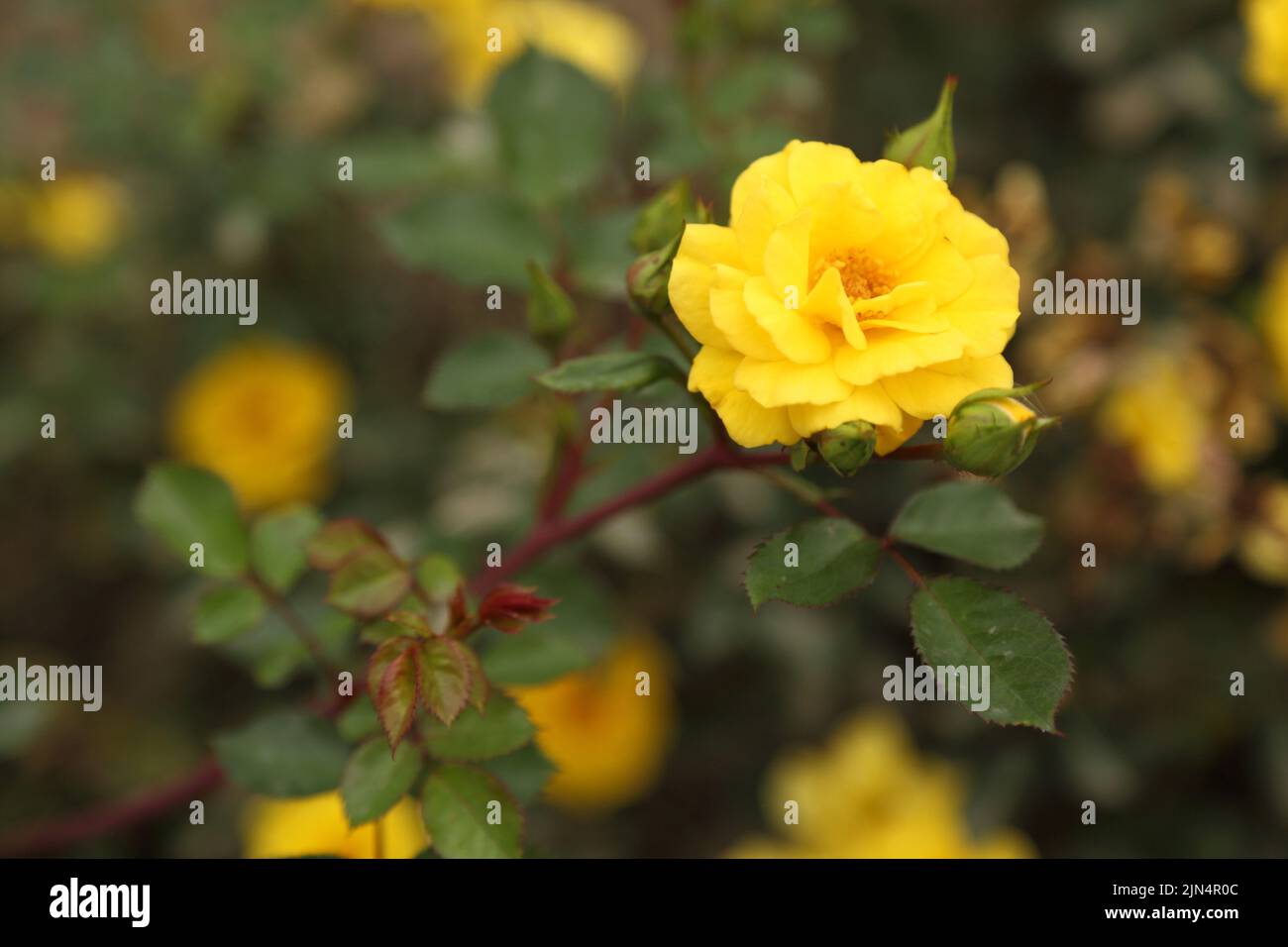 Rose plantation. Growing roses for seedlings. Rose farm Stock Photo - Alamy