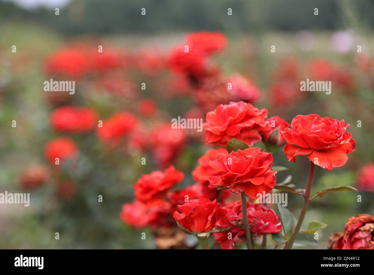 Rose plantation. Growing roses for seedlings. Rose farm Stock Photo - Alamy
