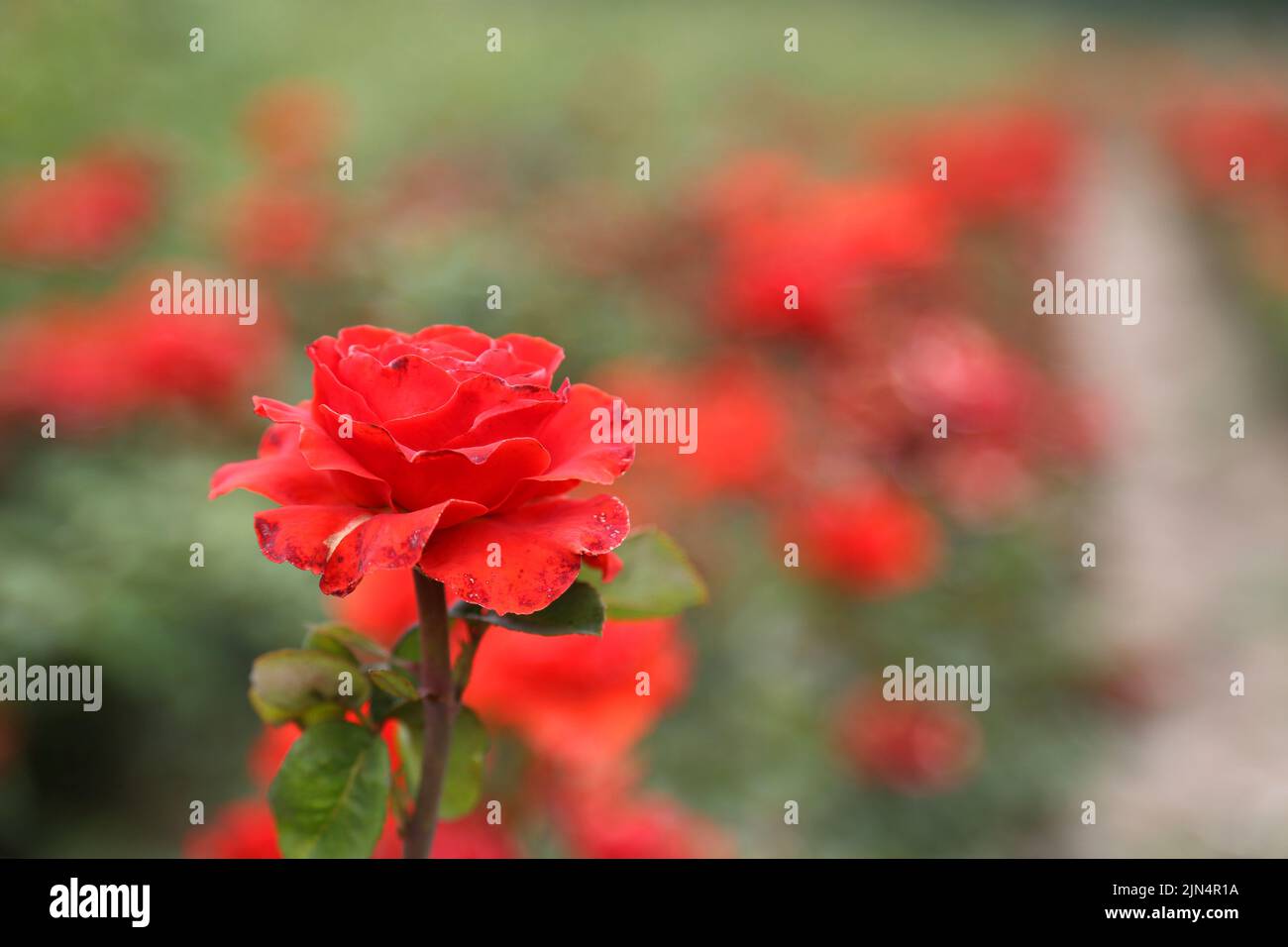 Rose plantation growing roses seedlings hi-res stock photography and ...