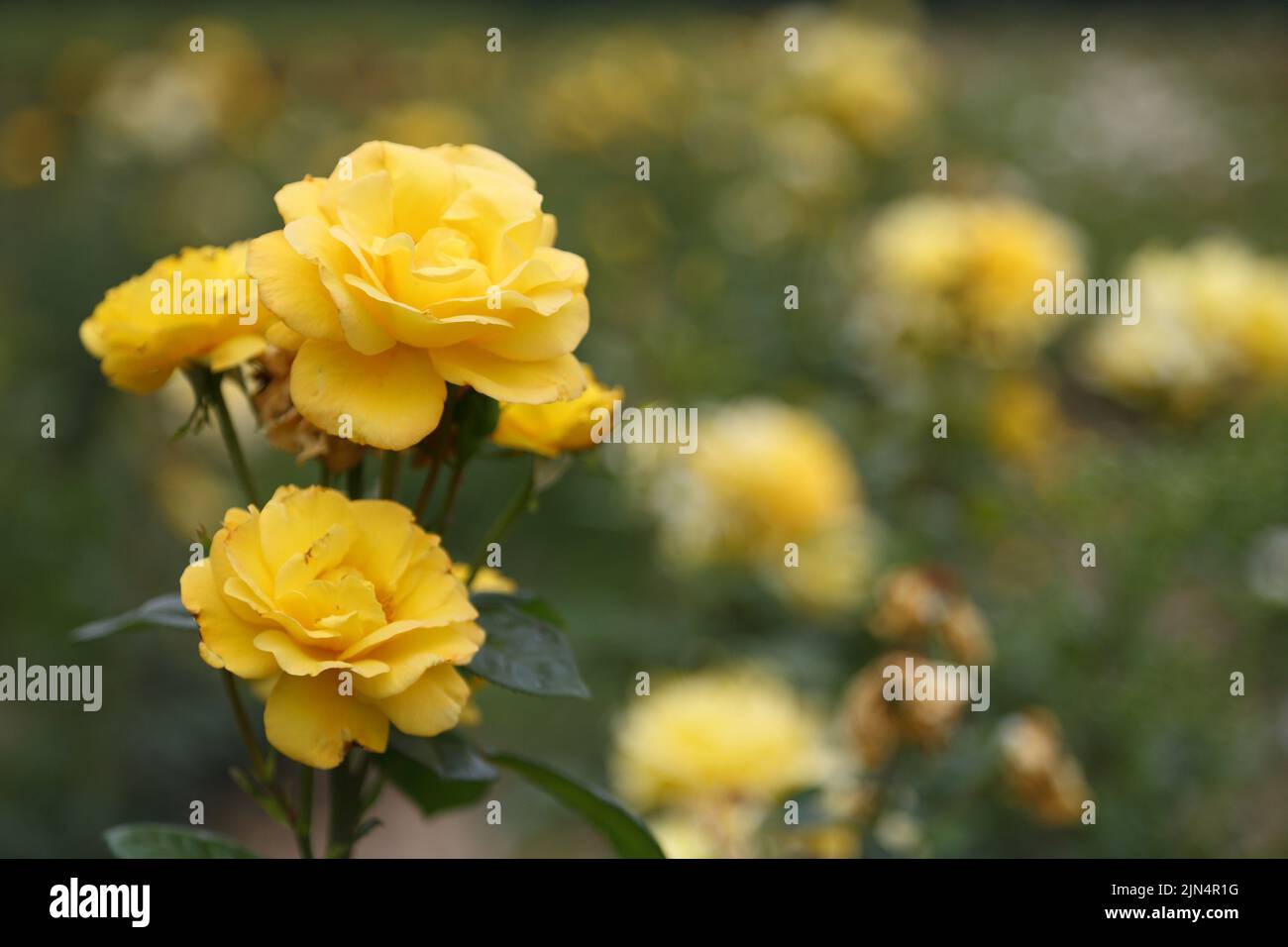 Rose plantation growing roses seedlings hi-res stock photography and ...