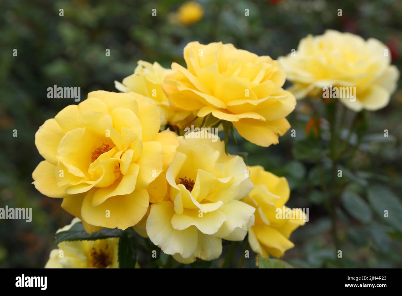 Rose plantation growing roses seedlings hi-res stock photography and ...