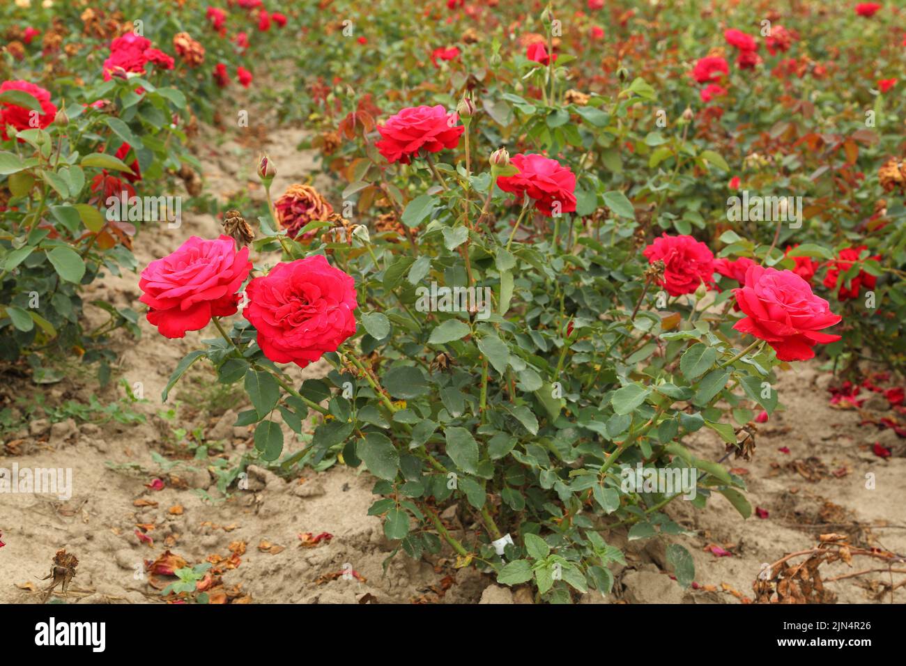 Rose plantation growing roses seedlings hi-res stock photography and ...
