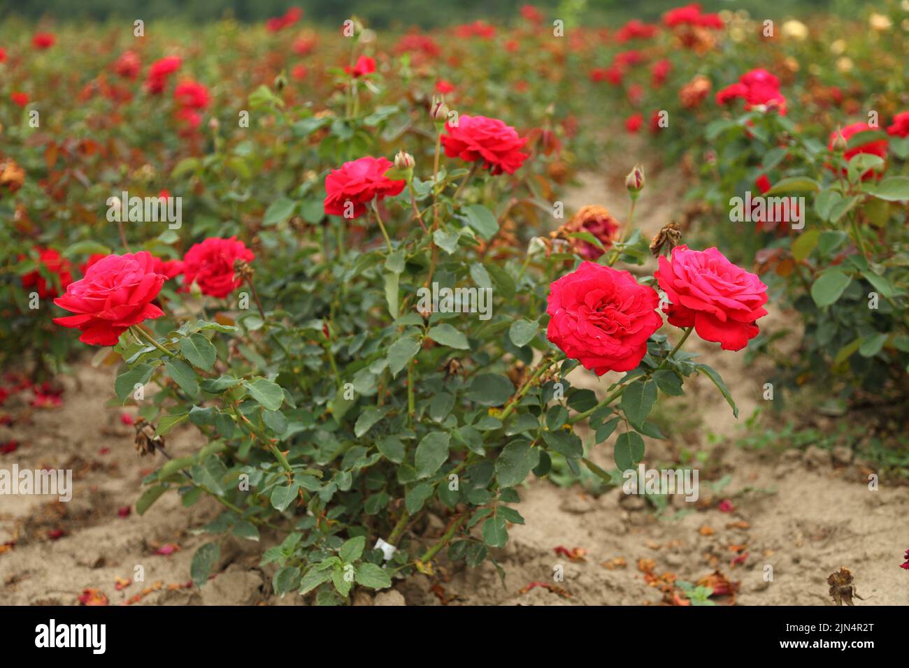 Rose plantation growing roses seedlings hi-res stock photography and ...