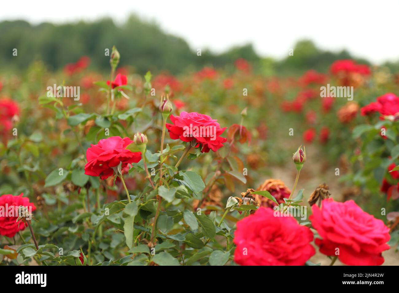 Rose plantation growing roses seedlings hi-res stock photography and ...