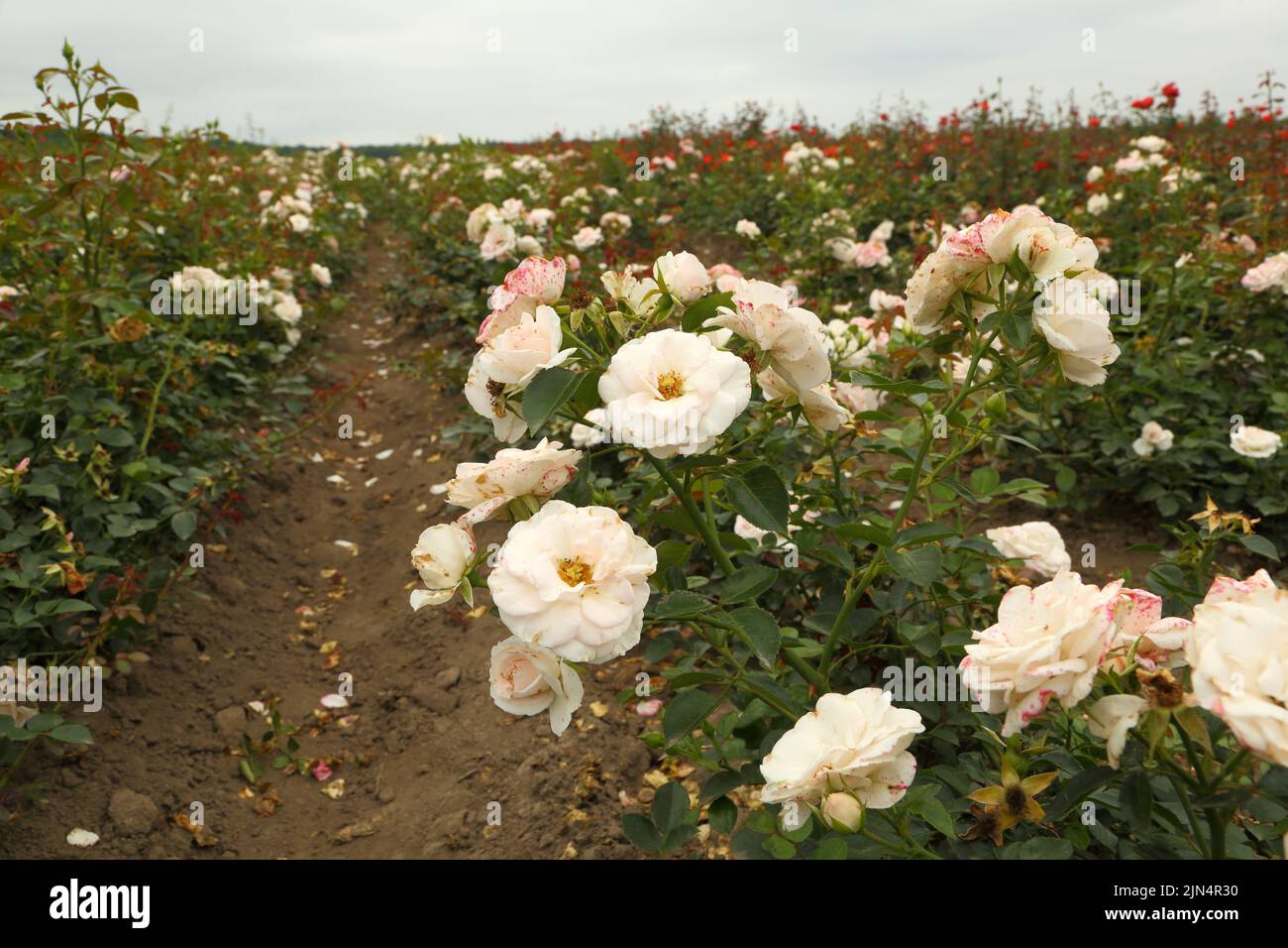 Rose plantation growing roses seedlings hi-res stock photography and ...