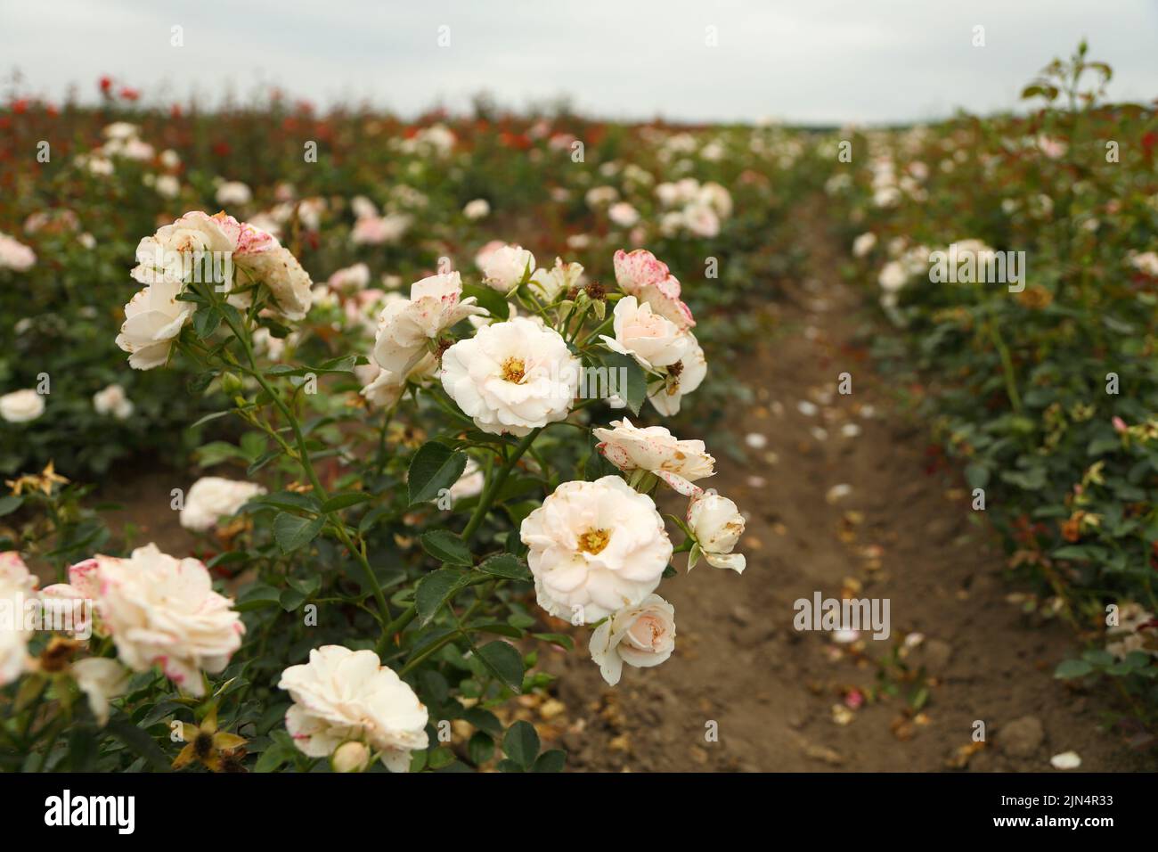 Rose plantation. Growing roses for seedlings. Rose farm Stock Photo - Alamy