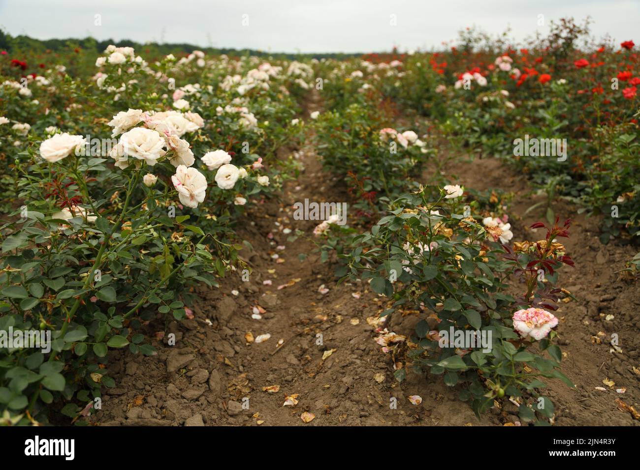 Rose plantation growing roses seedlings hi-res stock photography and ...