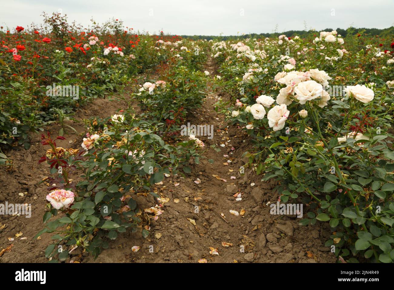 Rose plantation growing roses seedlings hi-res stock photography and ...