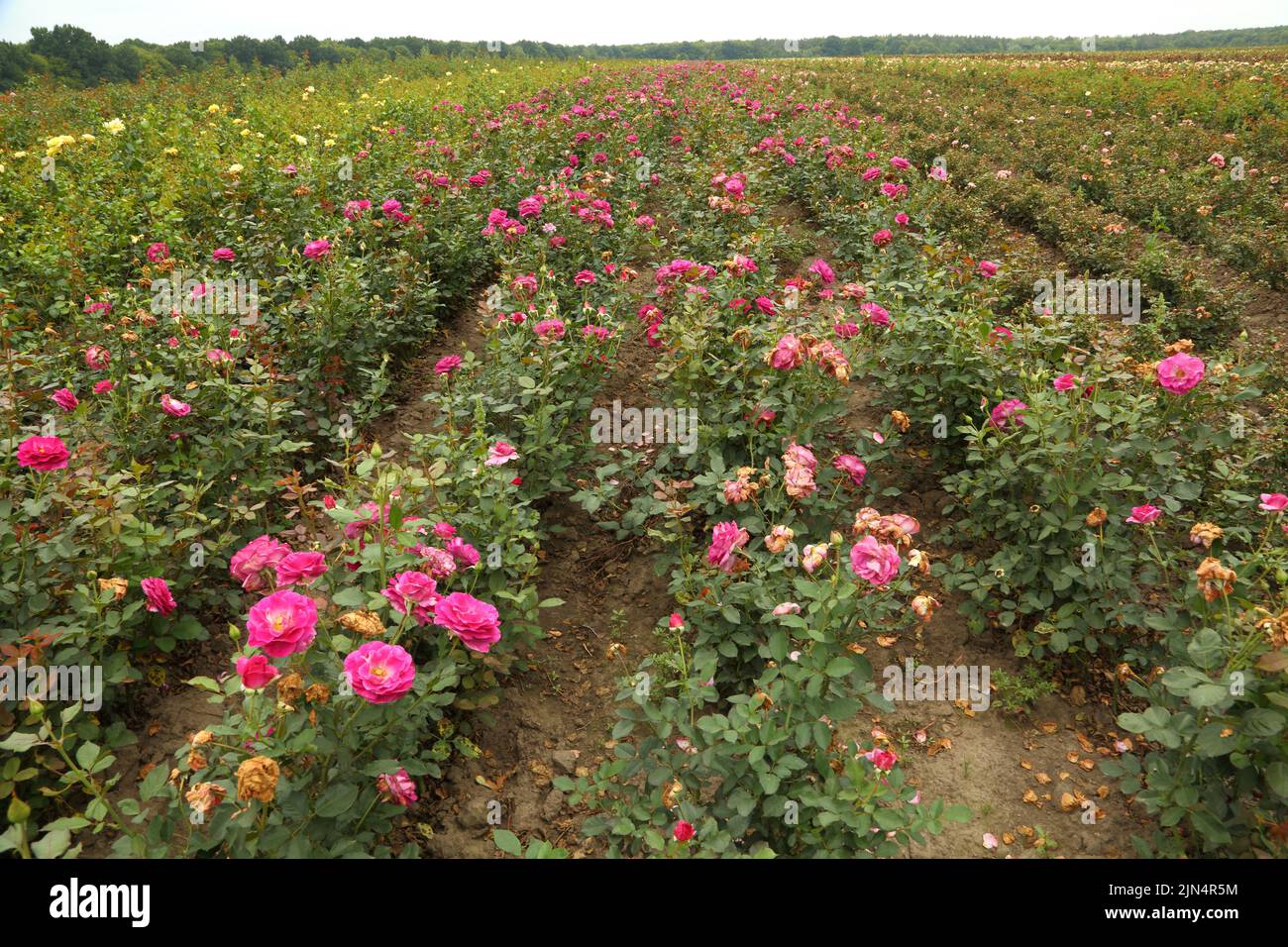 Rose plantation growing roses seedlings hi-res stock photography and ...