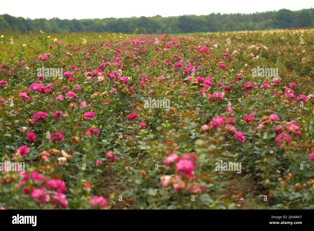 Rose plantation. Growing roses for seedlings. Rose farm Stock Photo - Alamy