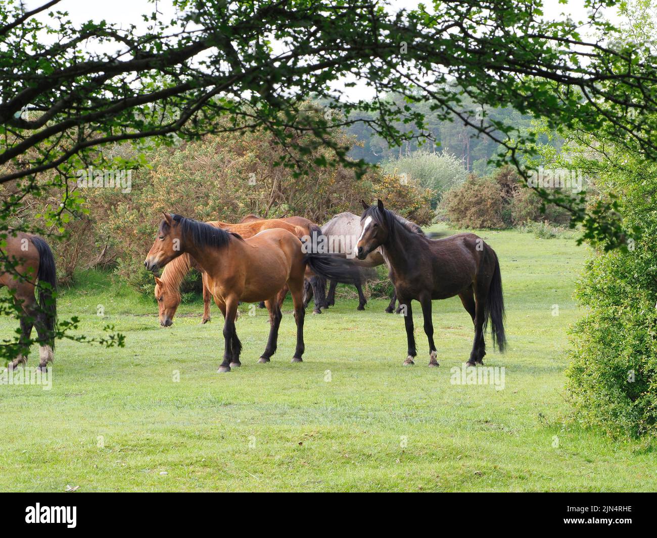 Group of garrano horses hi-res stock photography and images - Alamy