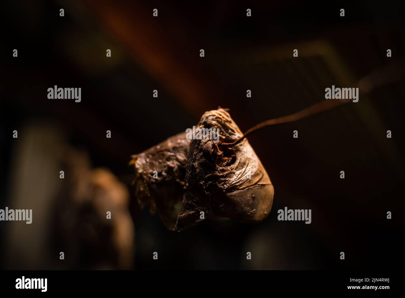 Dry fish head crucian carp close-up on a dark background. Wire with a ...