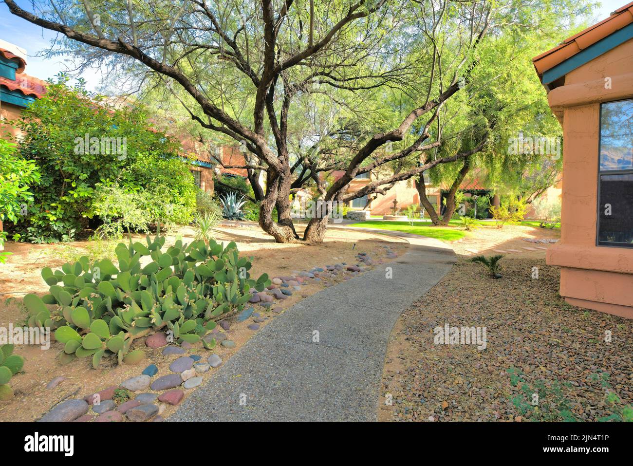 Walkway with bunny ear cactus on the left and trees at the back at ...