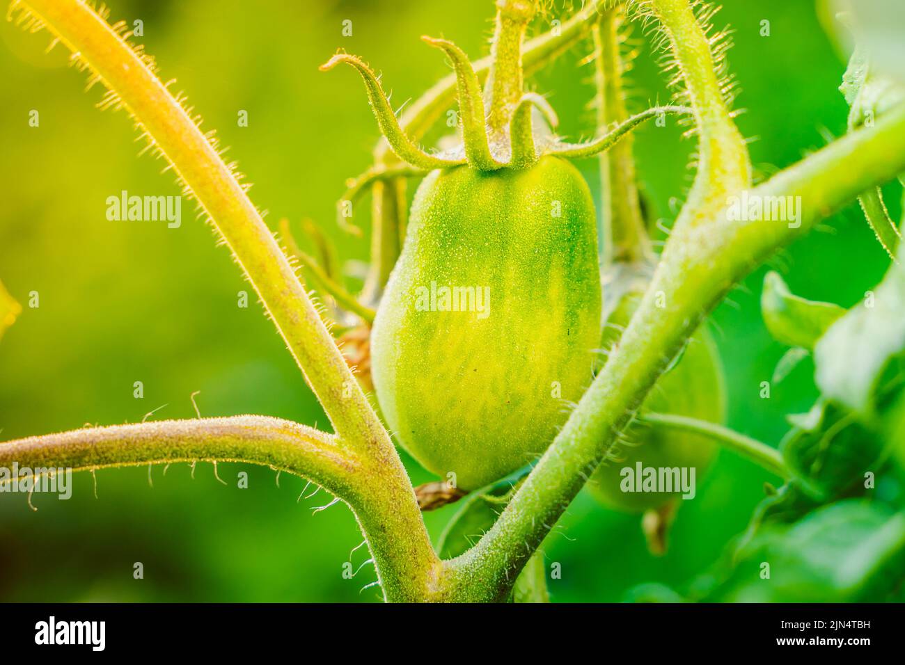 A beautiful green tomato grows on a bush close-up on a blurred green ...