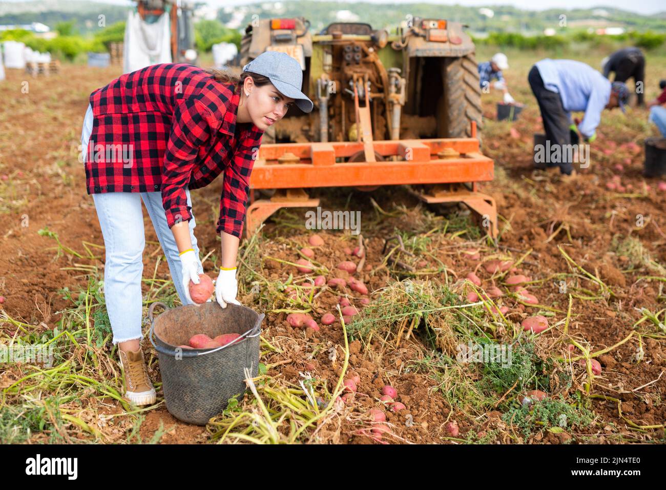 Woman gathers ripe potatoes after tractor has dug up field Stock Photo ...