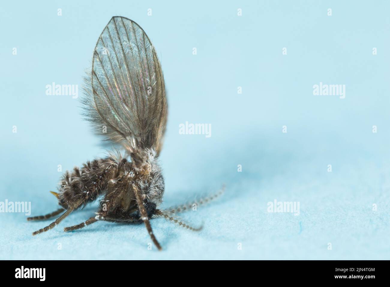 Drain fly hi-res stock photography and images - Alamy