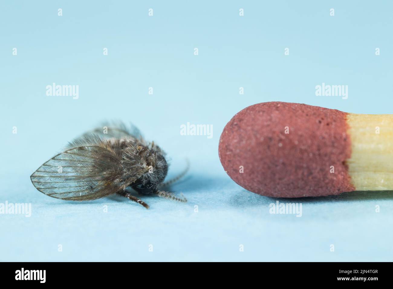 Drain fly (Clogmia albipunctata Stock Photo - Alamy