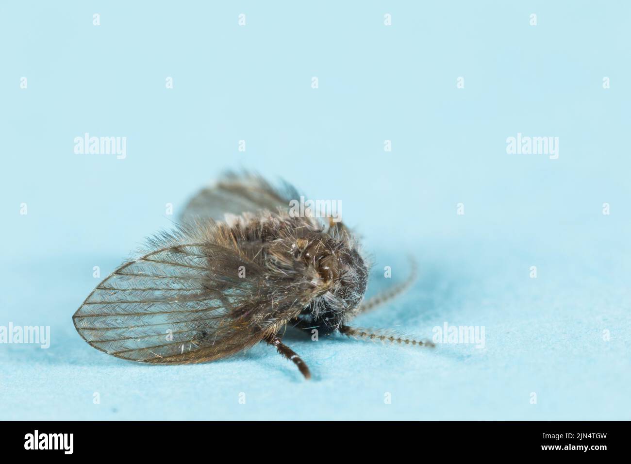 Drain fly (Clogmia albipunctata Stock Photo - Alamy