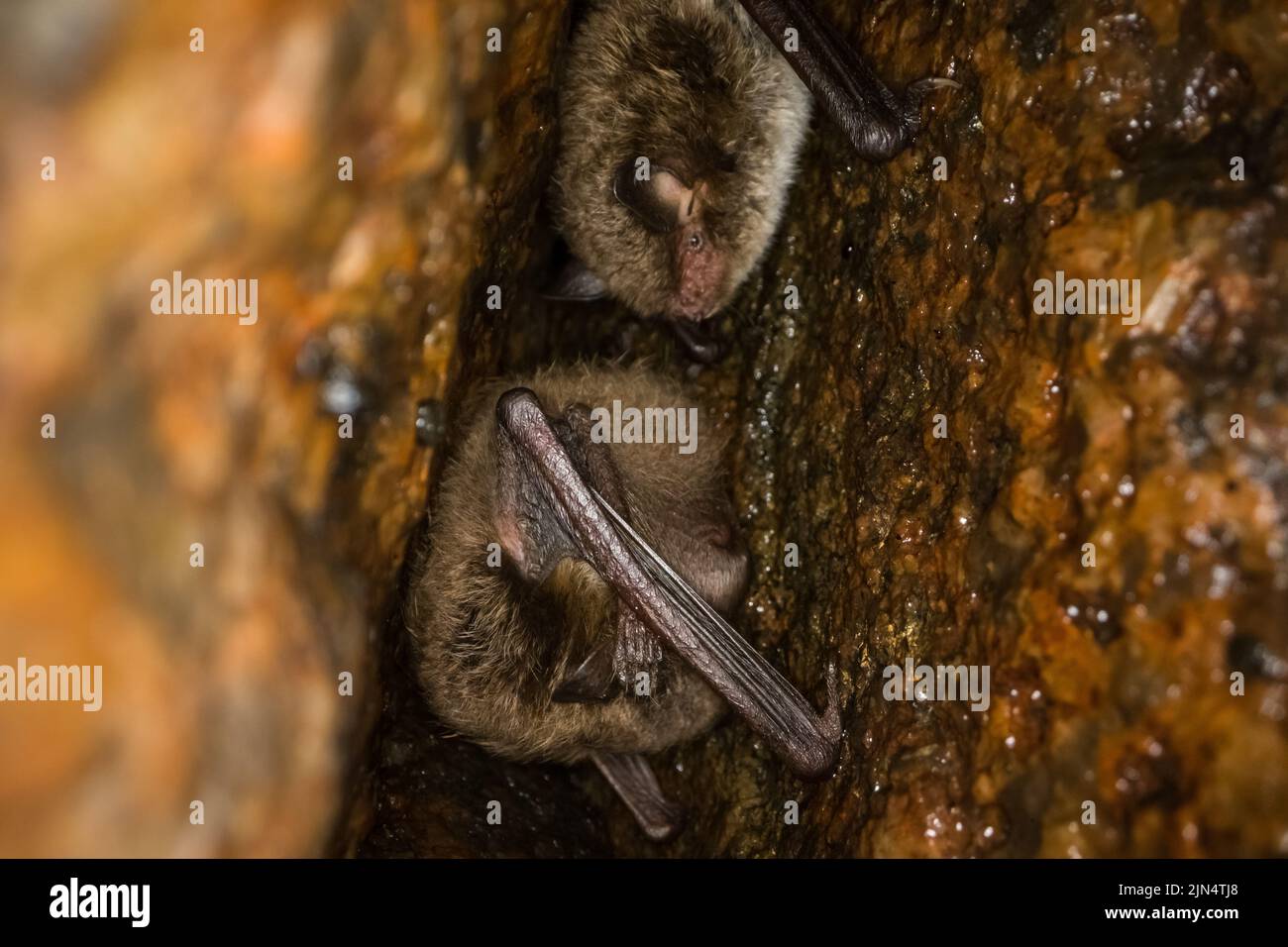 Summer colony of Daubenton's bats (Myotis daubentonii), a rocky cliff ...