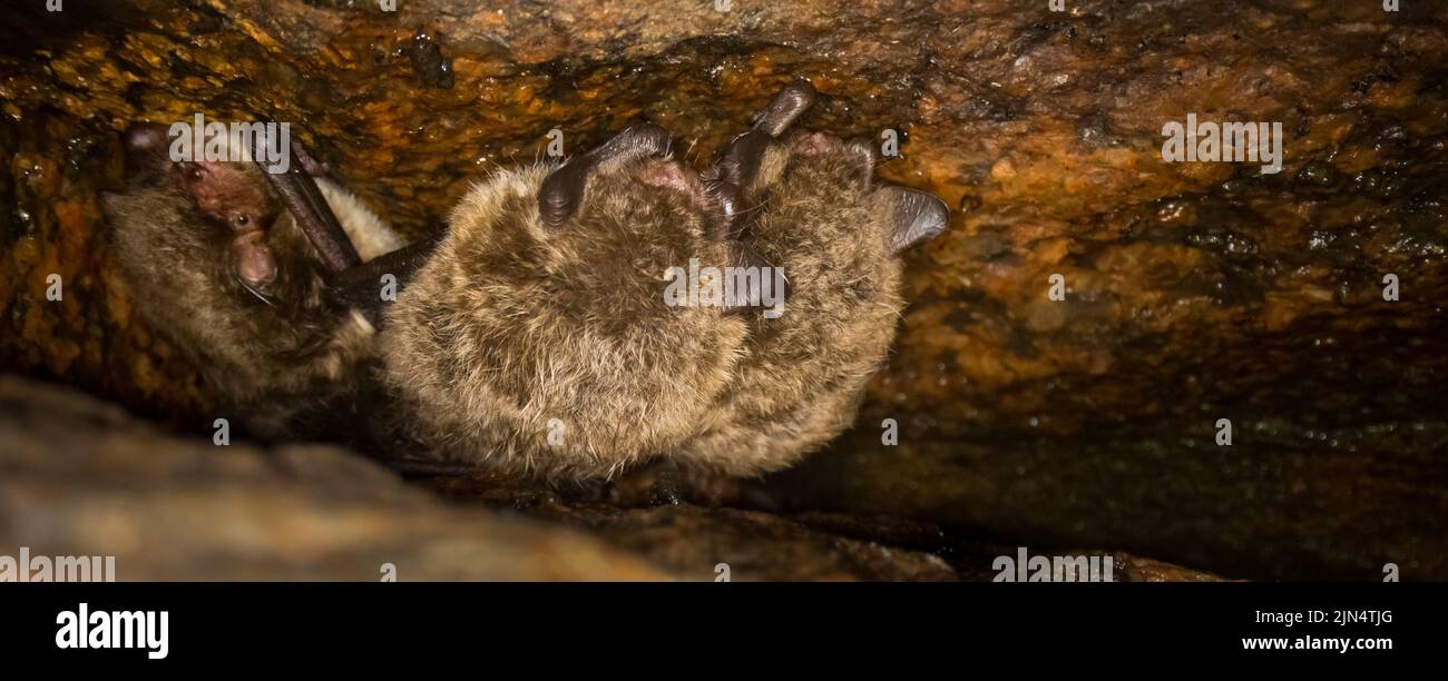 Summer colony of Daubenton's bats (Myotis daubentonii), a rocky cliff ...
