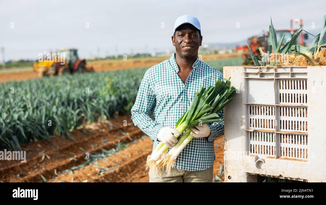 Farmer posing with leek crop on field Stock Photo - Alamy