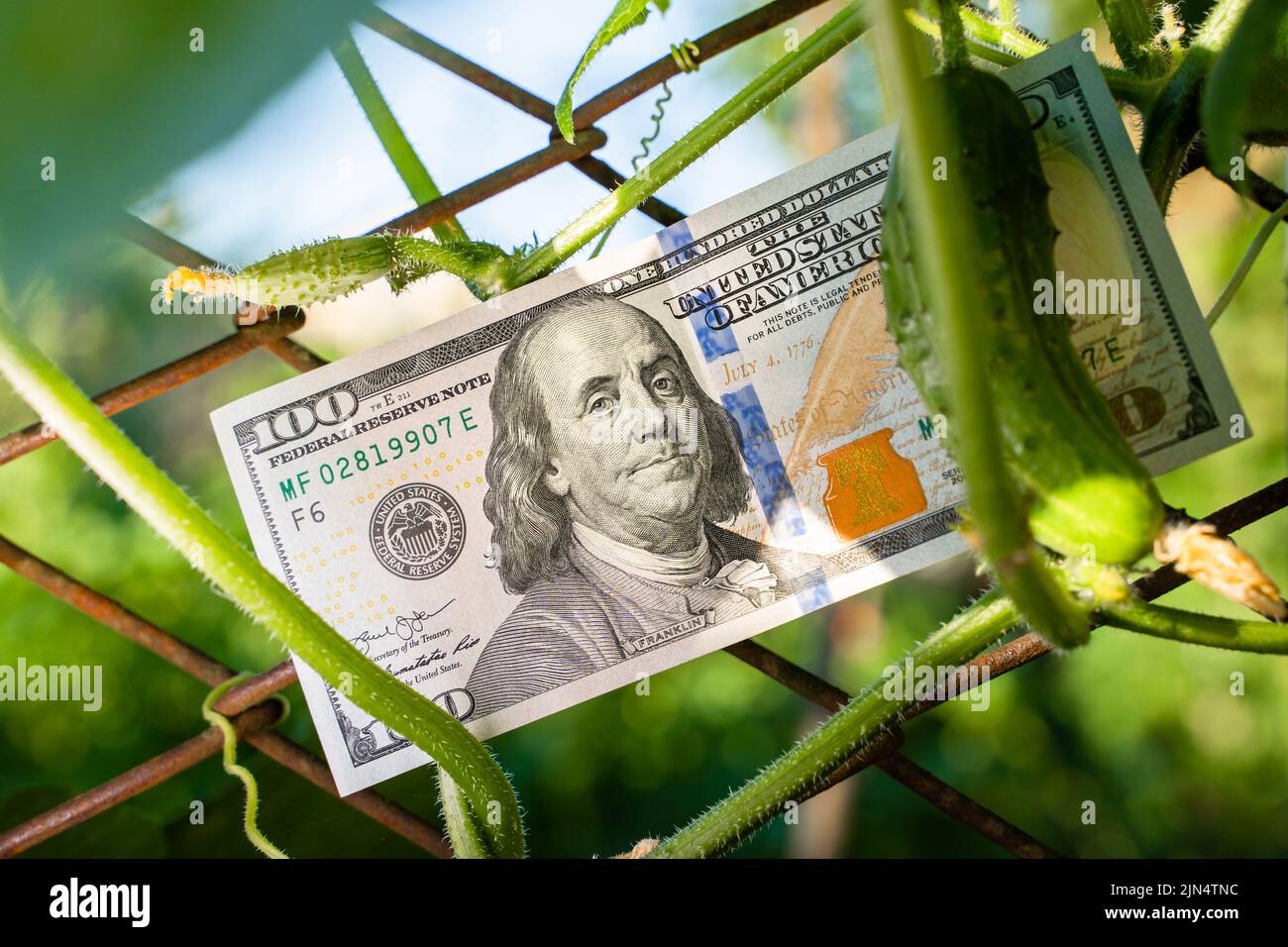A hundred dollar bill hangs on a mesh fence among growing cucumbers ...