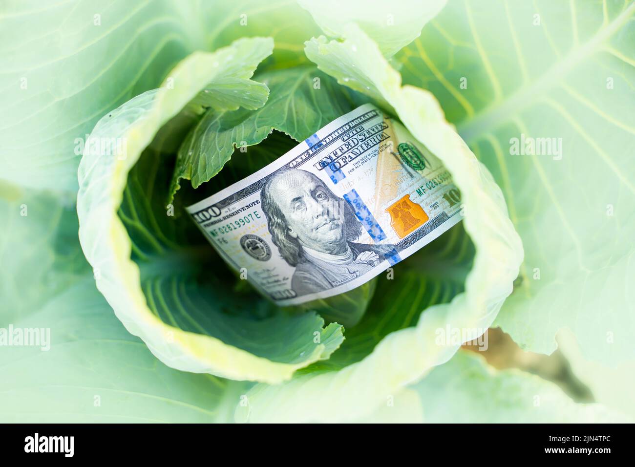 A hundred dollar bill inside a white cabbage germ close-up. The cost of ...