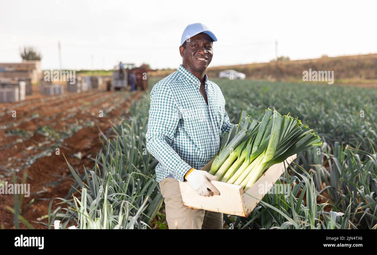 African american man with a box of leeks in field Stock Photo - Alamy