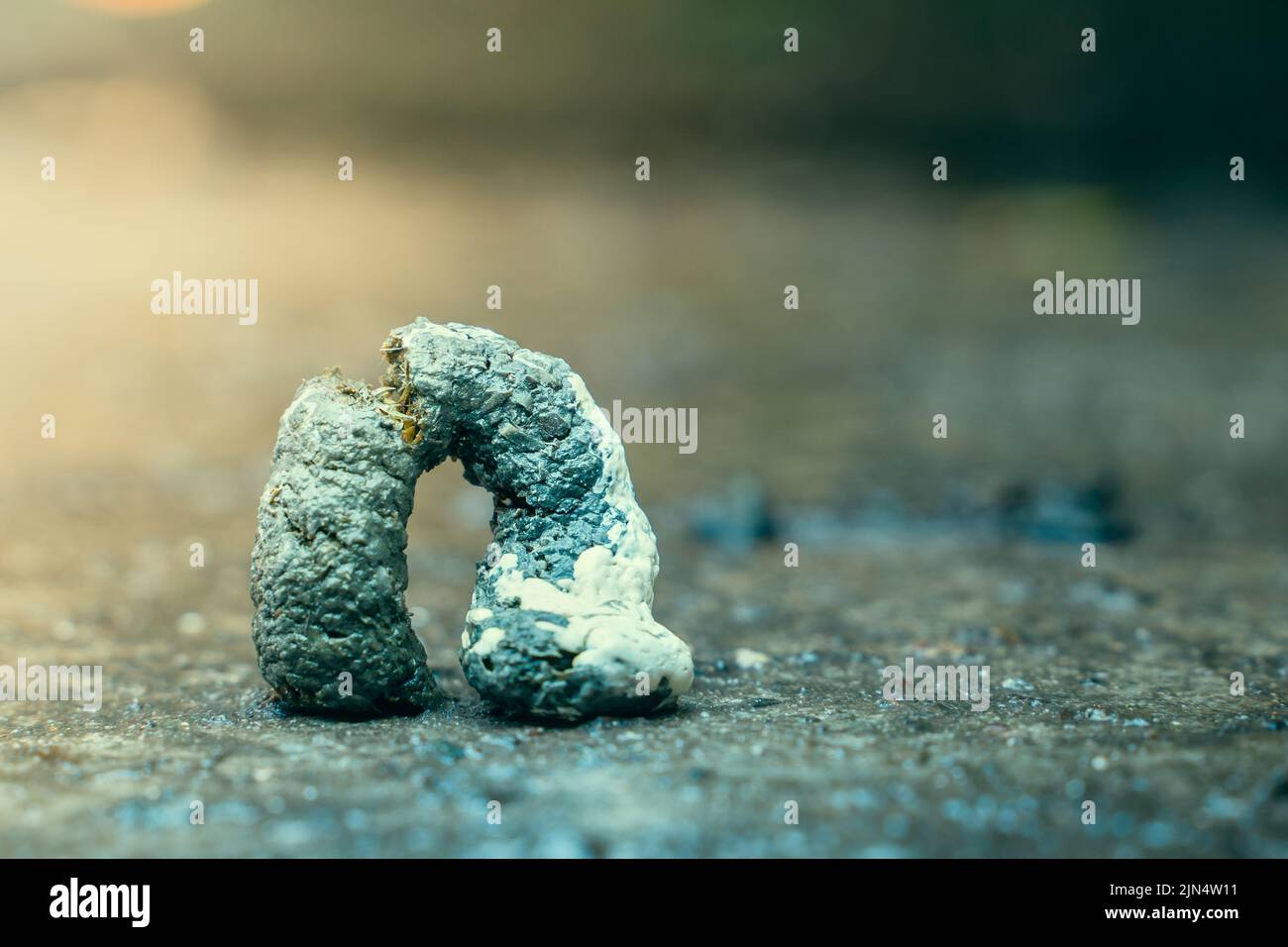 Chicken droppings close-up on a blurred background. Chicken turd of an ...
