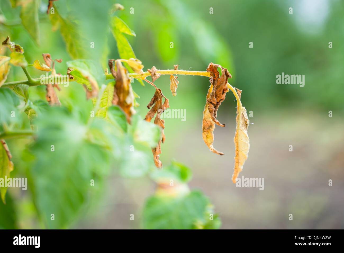 The leaves of a growing tomato are infected with phytophthora close-up ...
