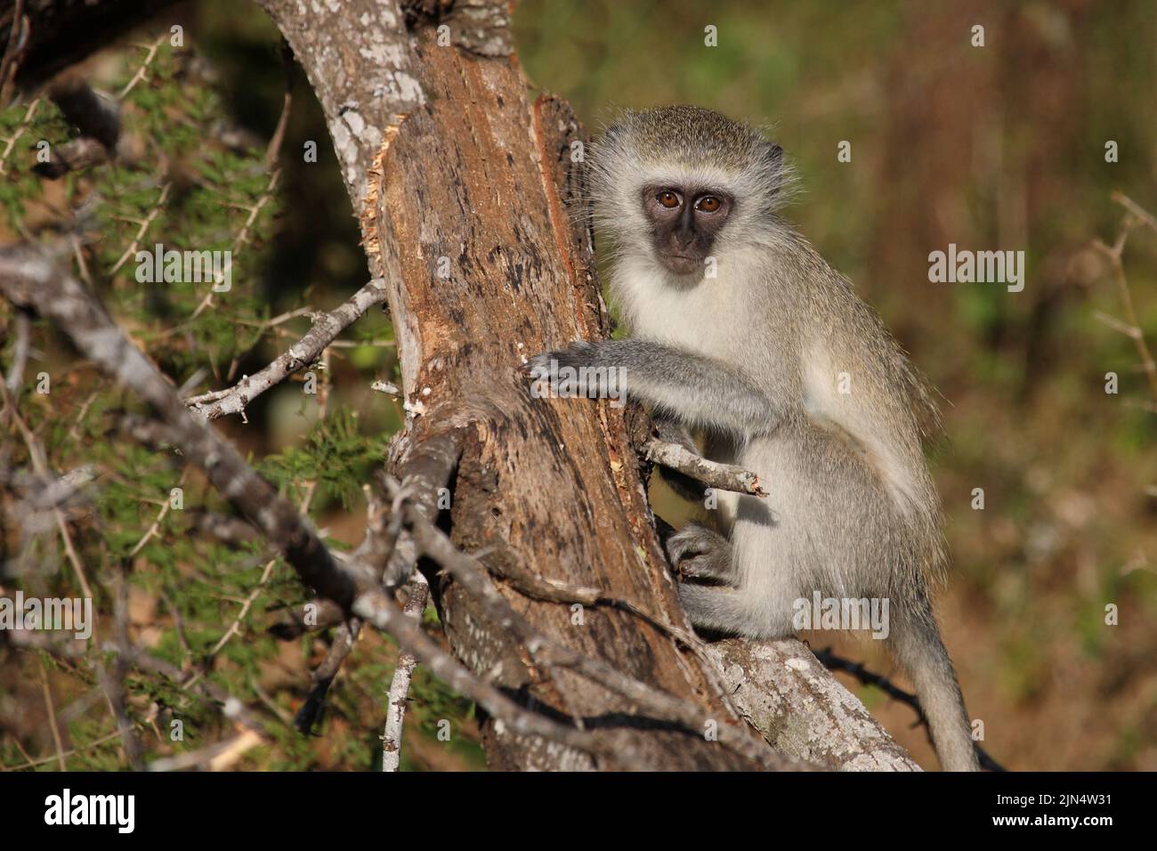 Grüne Meerkatze / Vervet monkey / Cercopithecus aethiops Stock Photo ...