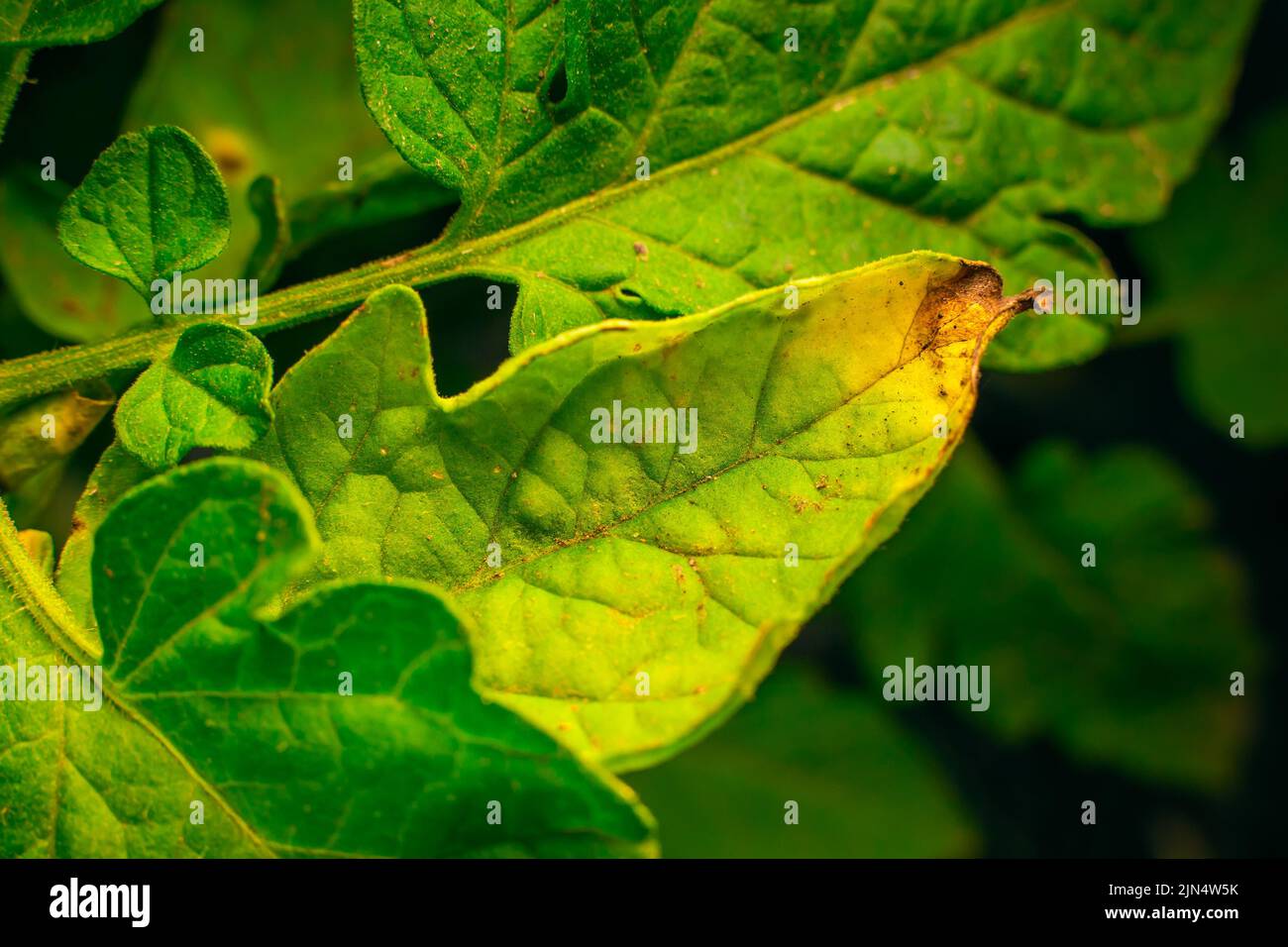 The leaves of a growing tomato are infected with phytophthora close-up ...