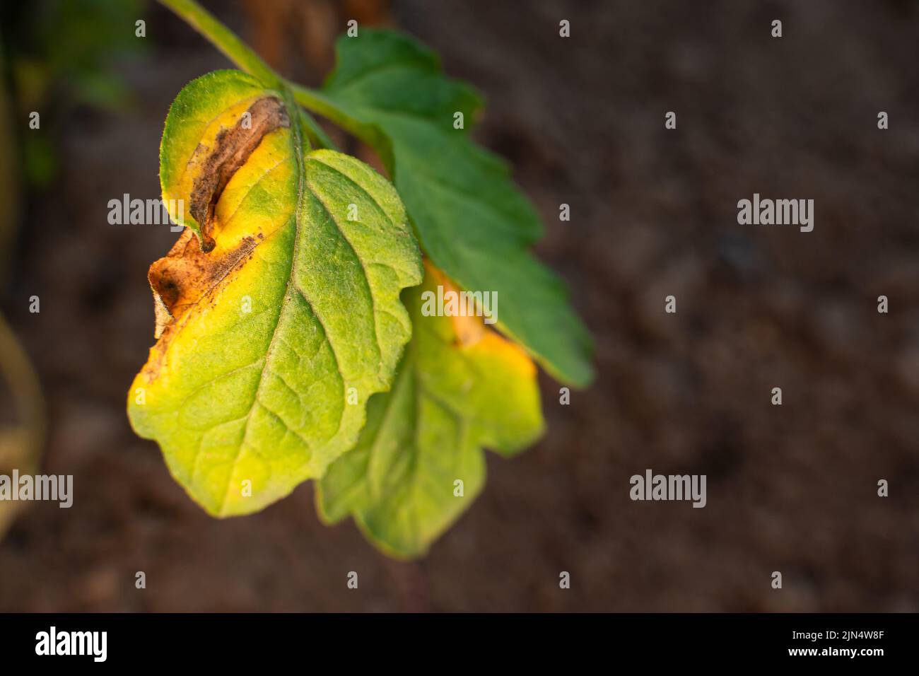 The leaves of a growing tomato are infected with phytophthora close-up ...