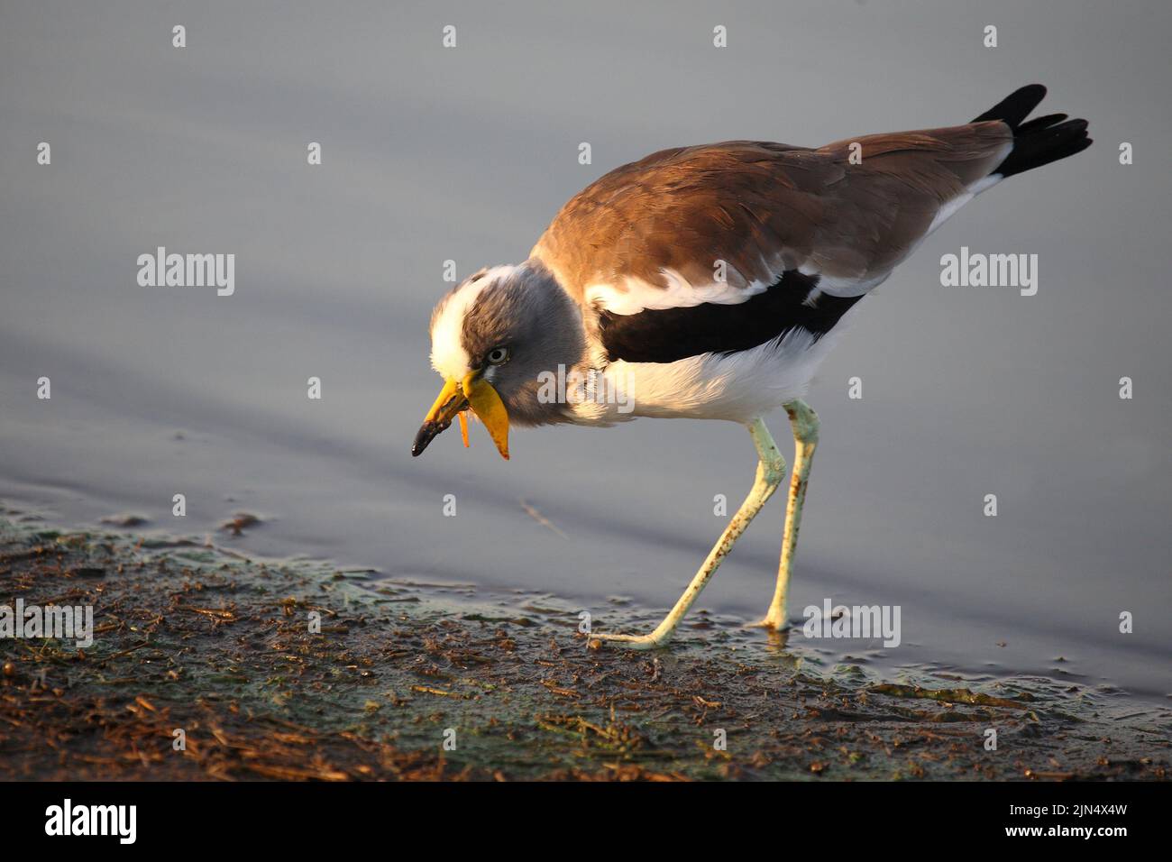 Weißscheitelkiebitz / White-crowned lapwing or White-headed Lapwing ...