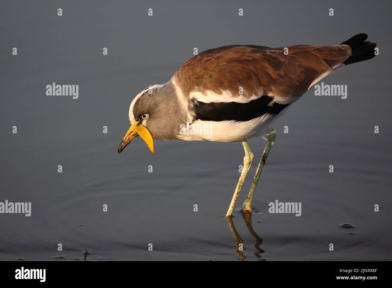 Weißscheitelkiebitz / White-crowned lapwing or White-headed Lapwing ...