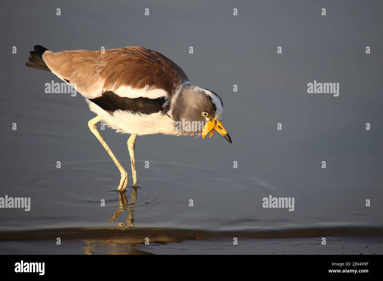 Weißscheitelkiebitz / White-crowned lapwing or White-headed Lapwing ...