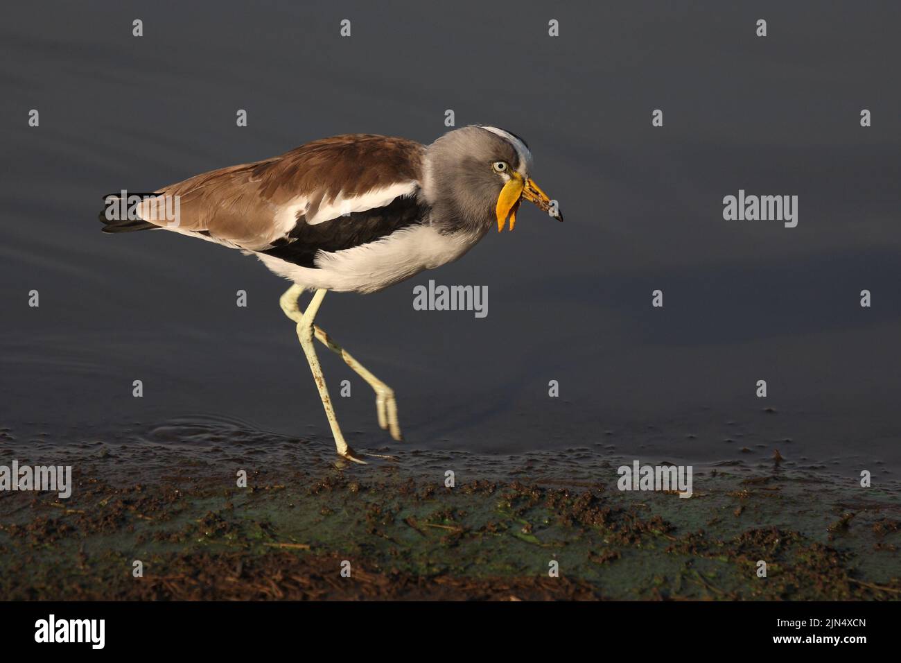 Weißscheitelkiebitz / White-crowned lapwing or White-headed Lapwing ...